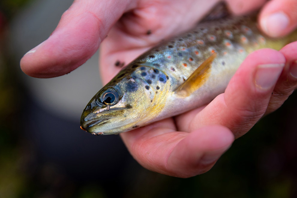 Expanding the fisheries management toolbox with population genetic eDNA ...